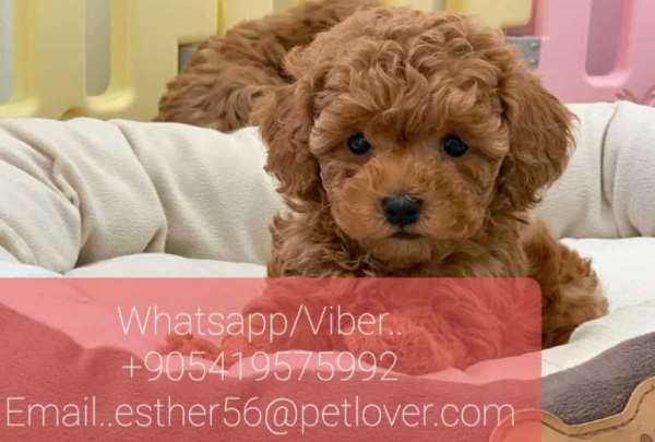 Poedel te koop - Pup en herplaatser