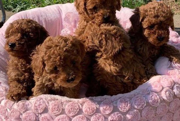 Poedel te koop - Pup en herplaatser