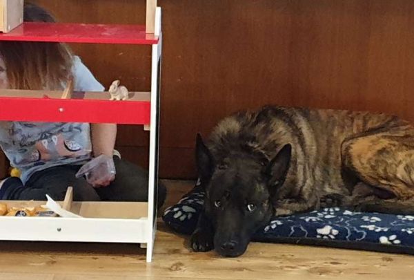 Bastaard / onherleidbaar ras te koop - Pup en herplaatser