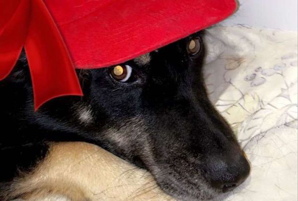 Bastaard / onherleidbaar ras te koop - Pup en herplaatser