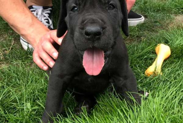 Duitse (Deense) Dog te koop - Pup en herplaatser