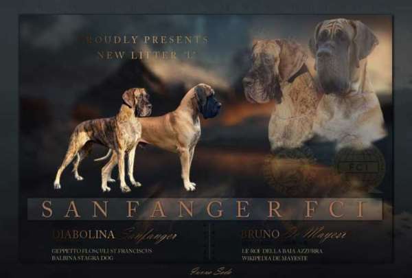 Duitse (Deense) Dog te koop - Pup en herplaatser