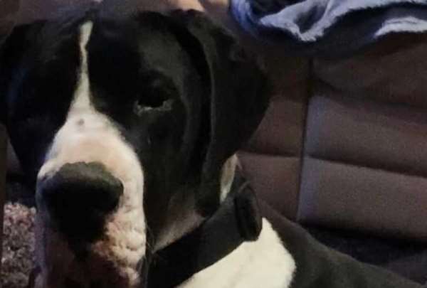 Duitse (Deense) Dog te koop - Pup en herplaatser