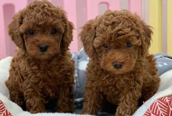 Poedel te koop - Pup en herplaatser