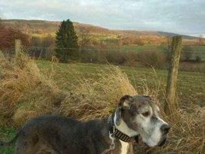 Laat ook jouw foto zien van de Duitse (Deense) Dog