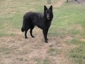 Laat ook jouw foto zien van de Groenendaeler