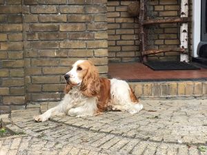 Cocker Spaniel - Ingezonden foto's