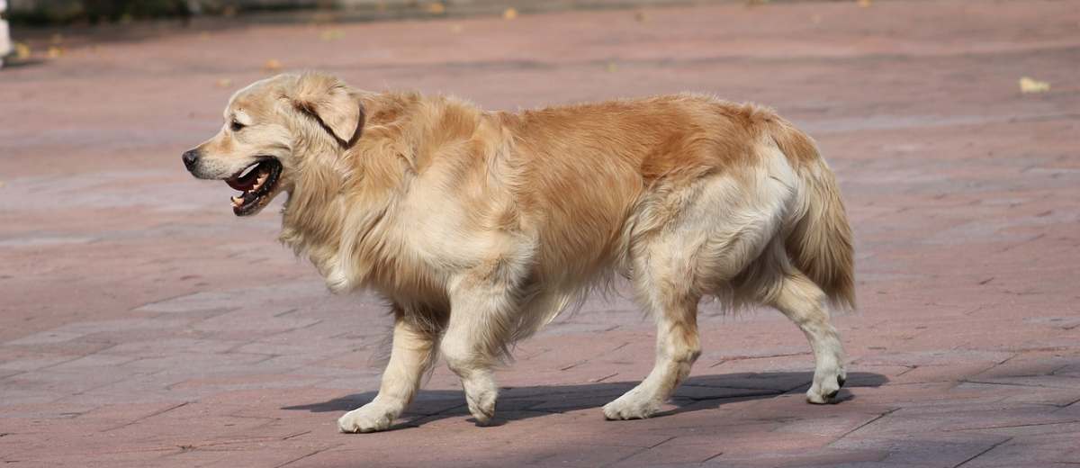 Osteosarcoom (Botkanker) bij de hond | Startpunthonden