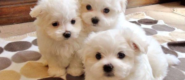 Fokkers / Kennels van een Maltezer