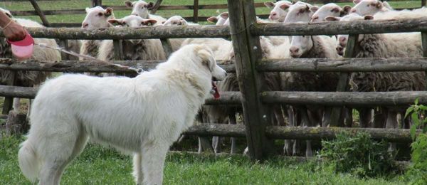 Fokkers / Kennels van een Pyrenese berghond