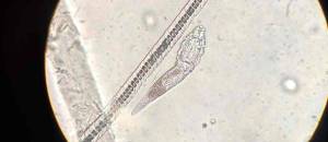 Demodex bij de hond