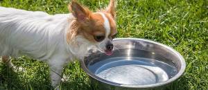 Polyurie / polydipsie bij de hond