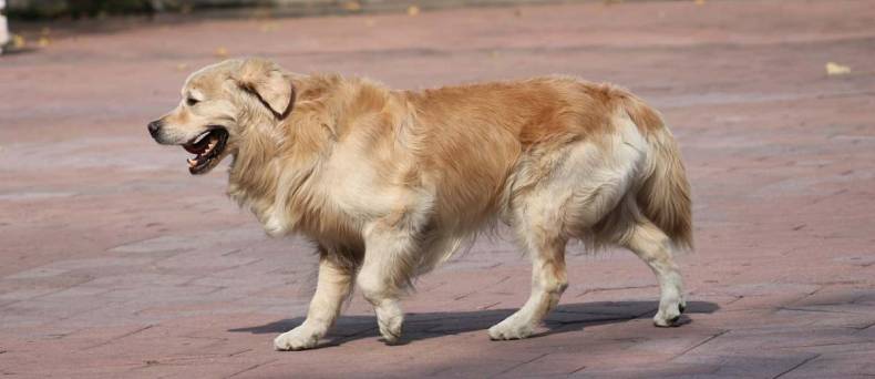 Osteosarcoom (Botkanker) bij de hond | Startpunthonden