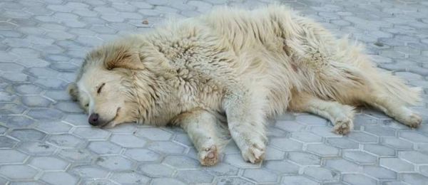 Britse echtpaar heeft dode hond gekloond