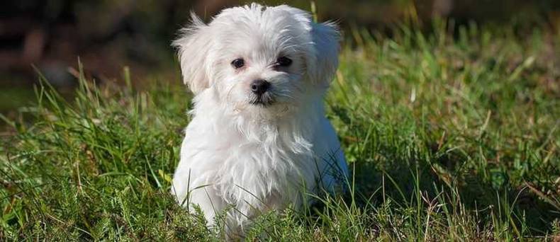 Maltezer te koop - Pup en herplaatser
