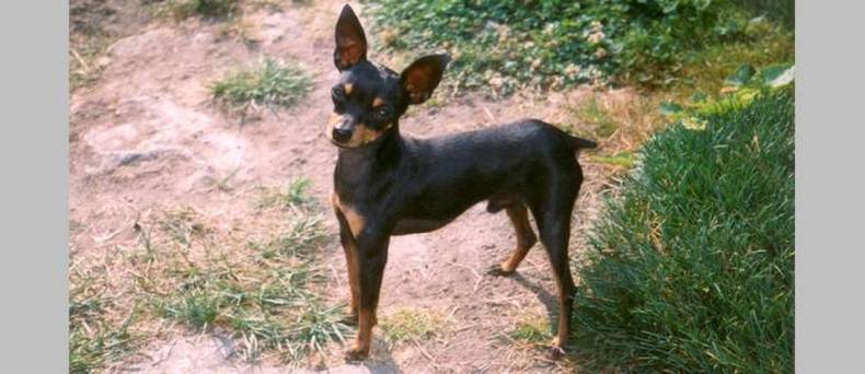 De Praagse Rattler: een actieve en vriendelijke hond