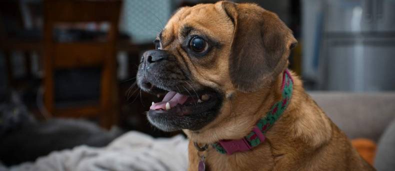 De Puggle: een hond die zo nu en dan koppig kan zijn