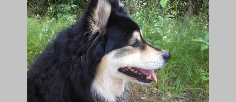 De Finse Lappenhond: nieuwsgierig en onderzoekend