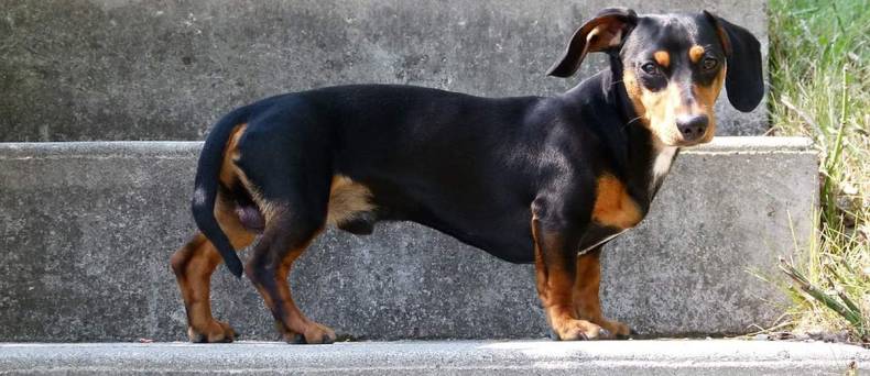 De Teckel korthaar is de oervorm van alle soorten Teckels