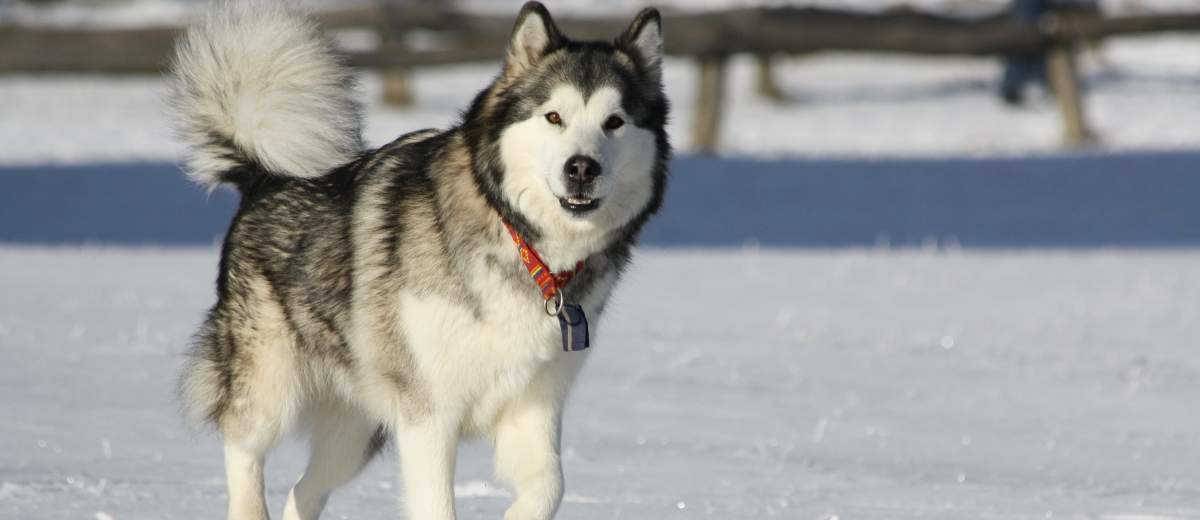 De Alaskan Malamute: een krachtige en intelligente hond