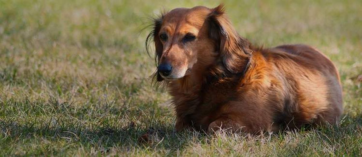 Top 12 meest trouwe loyale honden