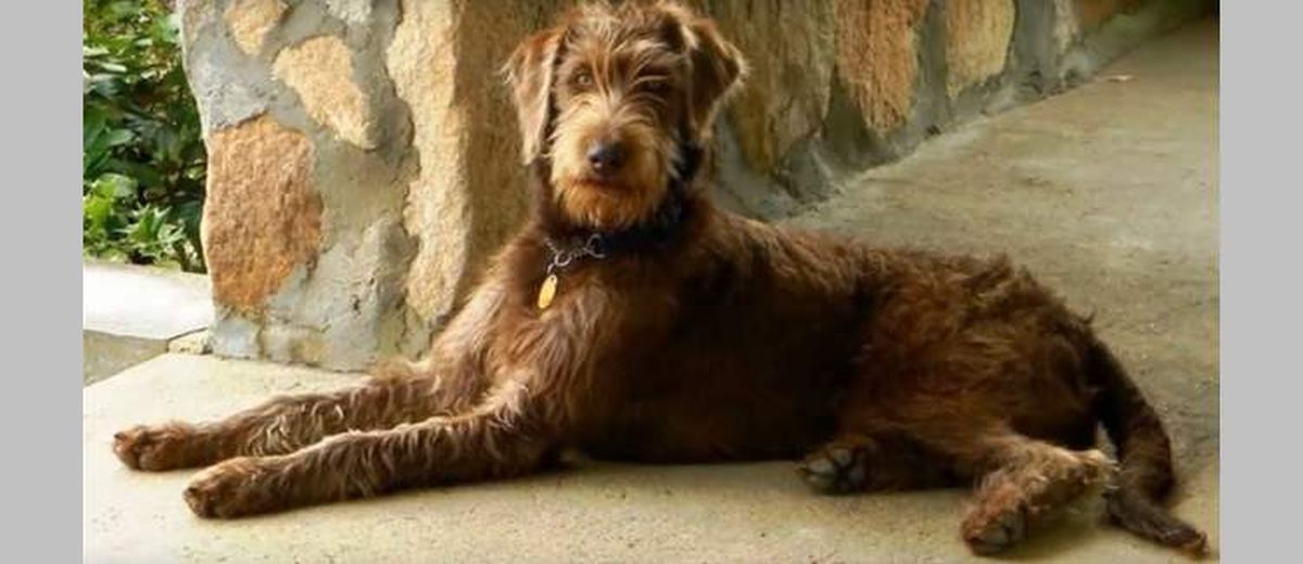 De Doodleman Pinscher: karakteristieke gelaatstrekken