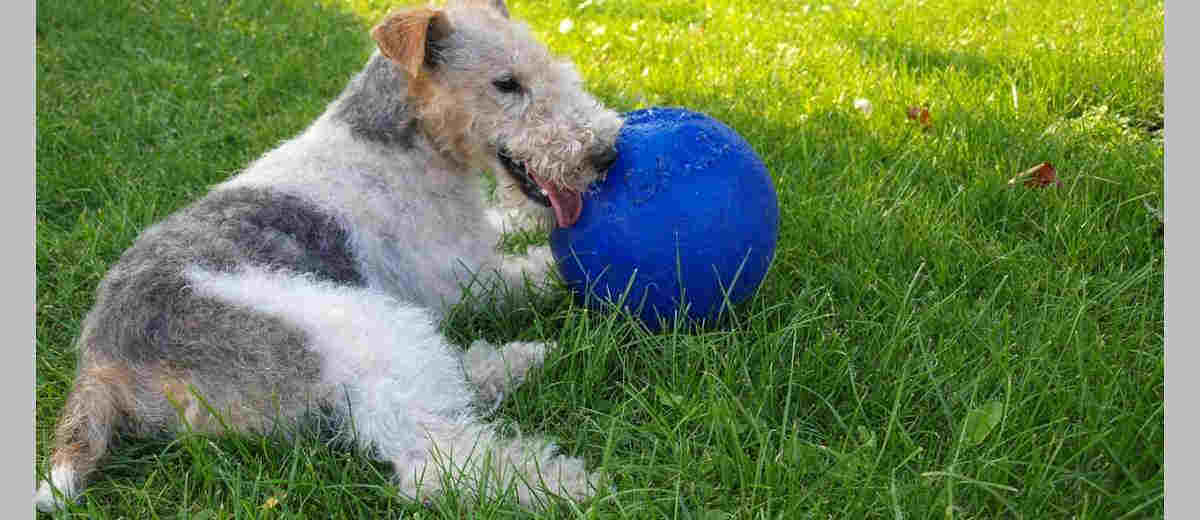 Drahthaar Foxterrier Ungepflegt DAS OFFlZlELLE MAGAZlN DES VDH Ausgabe