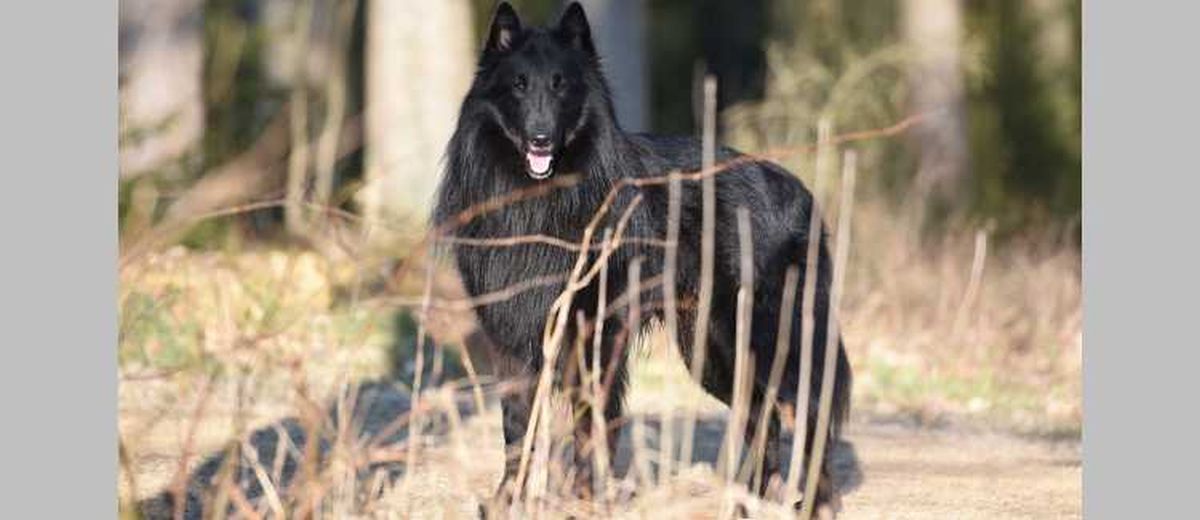 De Groenendaeler: will to please