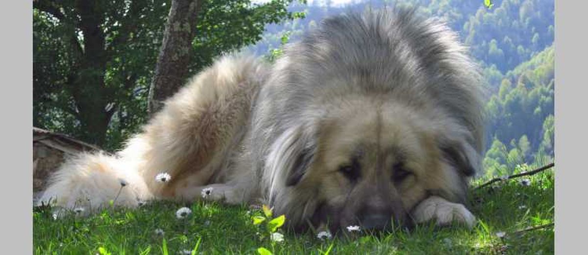 Kaukasische Herdershond- Karakter, opvoeden, gedrag en meer op ...