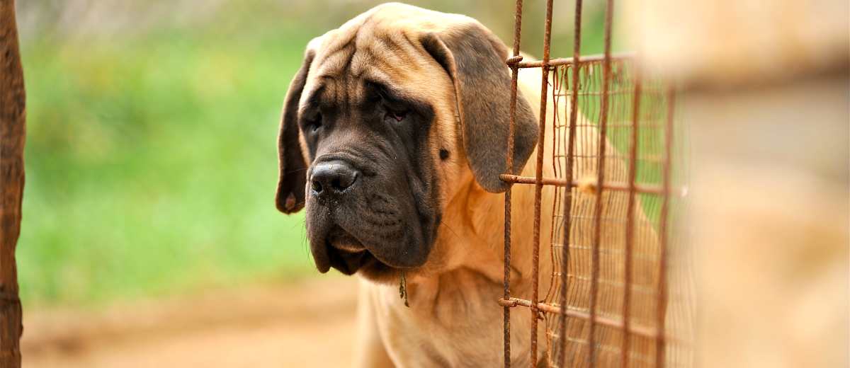 De Mastiff: de galante reus