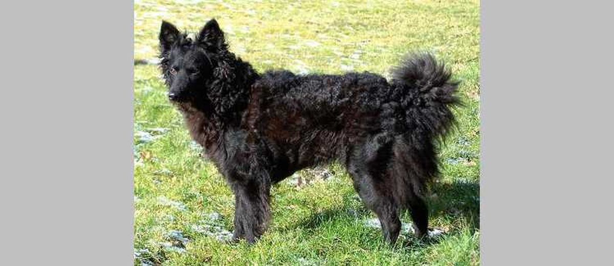 De Mudi: een energieke, slimme en veelzijdige hond