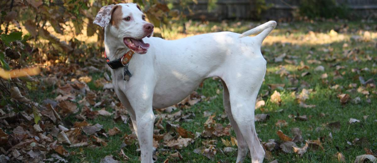 De Pointer: een eigenzinnig en makkelijk afgeleide hond