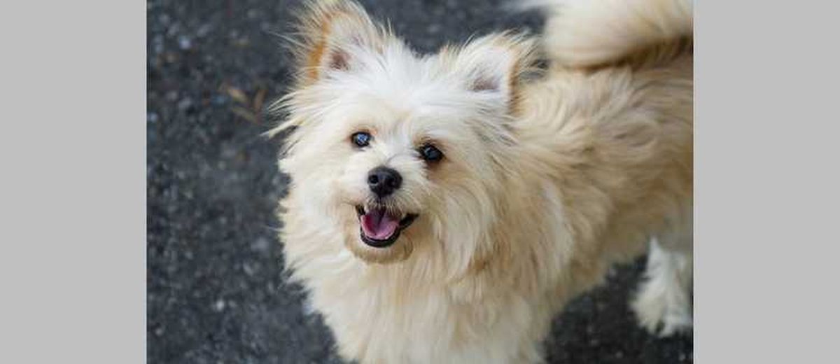 Caes Pomapoo Adultos 15 RAÇAS MISTAS DA POMERÂNIA: UMA VISÃO GERAL