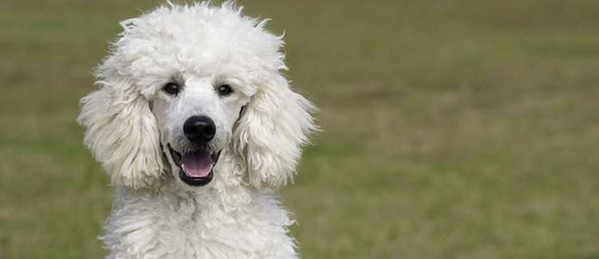 De Poedel: een ras van elegantie en waardigheid