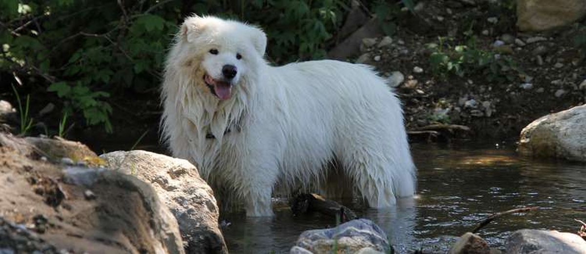 Samojeed te koop - Pup en herplaatser