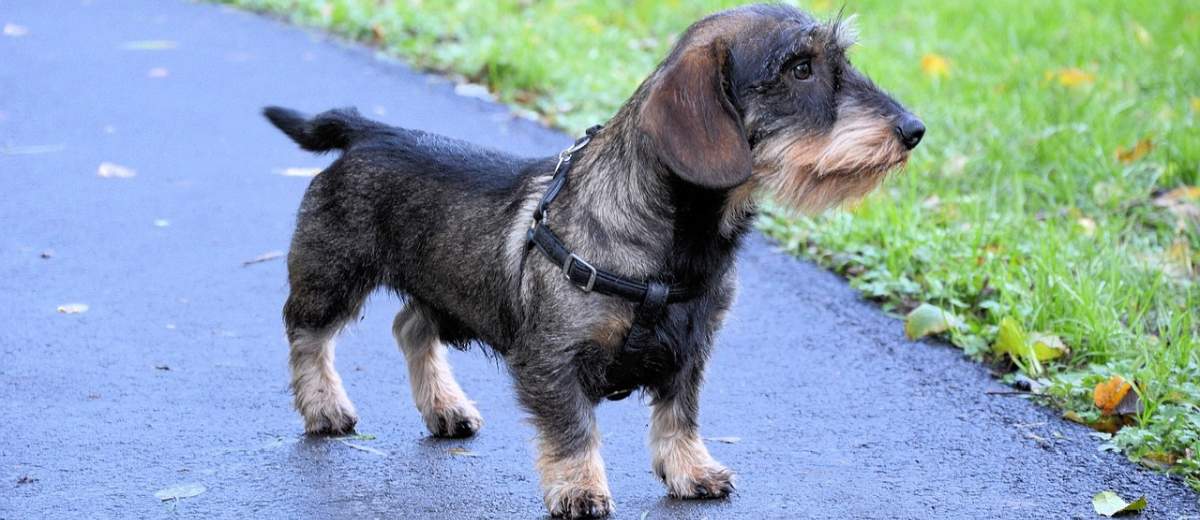 De ruwharige teckel: eigenzinnig, slim en dapper