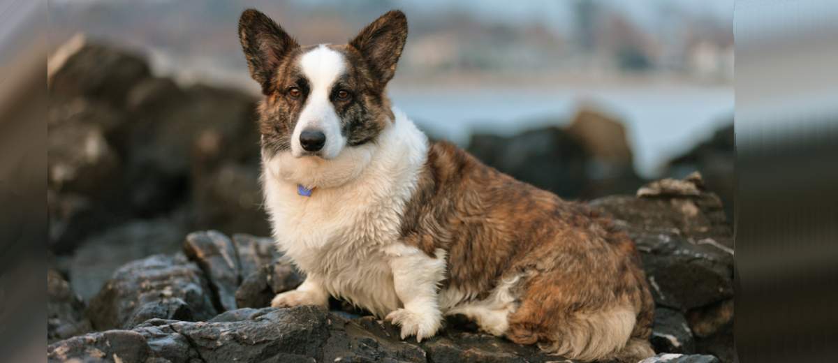 De Welsh Corgi Cardigan: Mag graag de clown uithangen