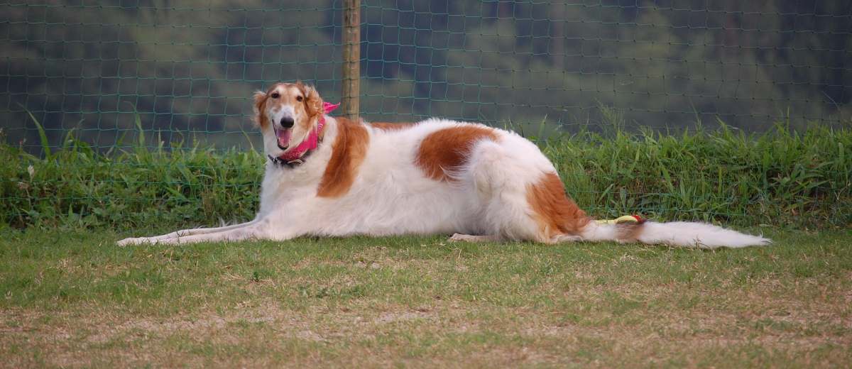De Barsoi: een ras van schoonheid, snelheid, moed en kracht
