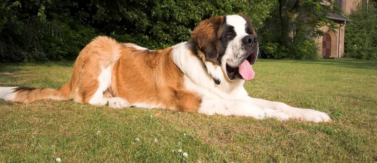 Sint Bernard- Karakter, opvoeden, gedrag en meer op Startpunthonden