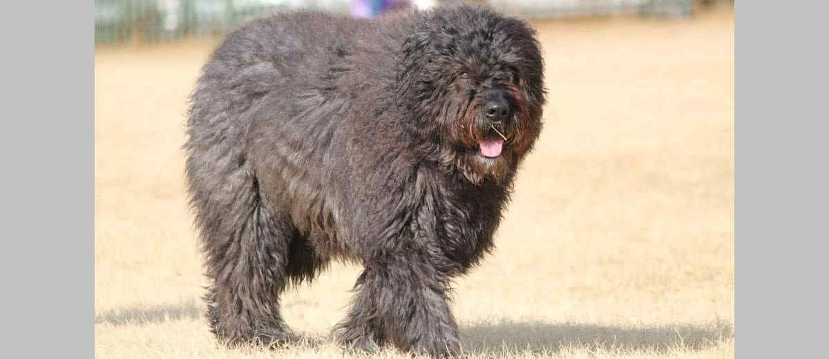 De Bouvier: een sterke en trouwe hond
