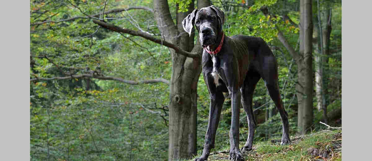 De Duitse Dog: de grote vriendelijke reus