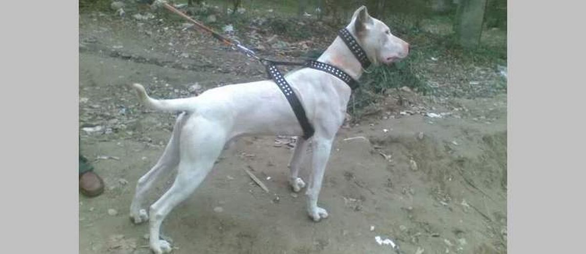 De Gull Dong: een werkhond die zijn werk serieus neemt