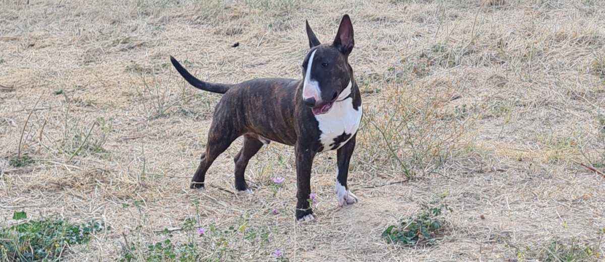 Fokkers / Kennels van een Miniatuur Bull Terriër