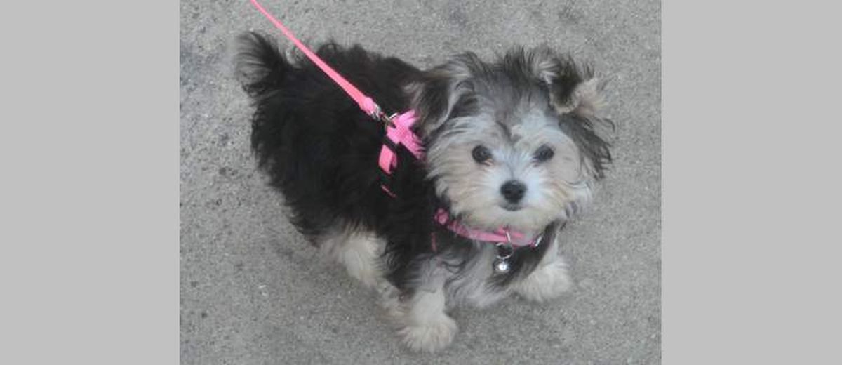 De Yorktese: een hond met een sterk en vastberaden karakter