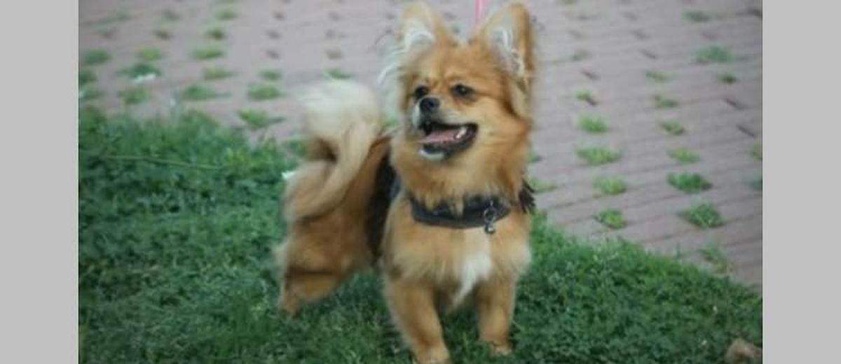 De Peekapom: een loyale, extraverte en zelfverzekerde hond