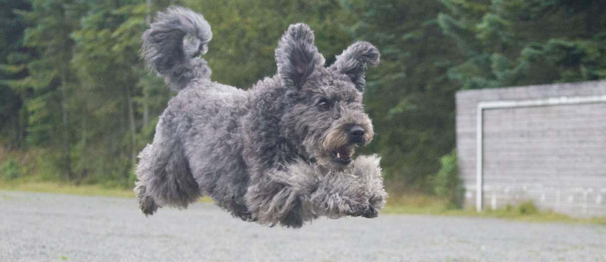 De Pumi: een hond met een vrolijk en nieuwsgierig karakter