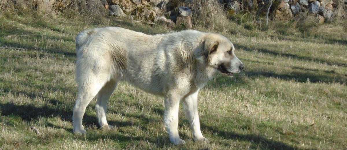 Imágenes De Mastines